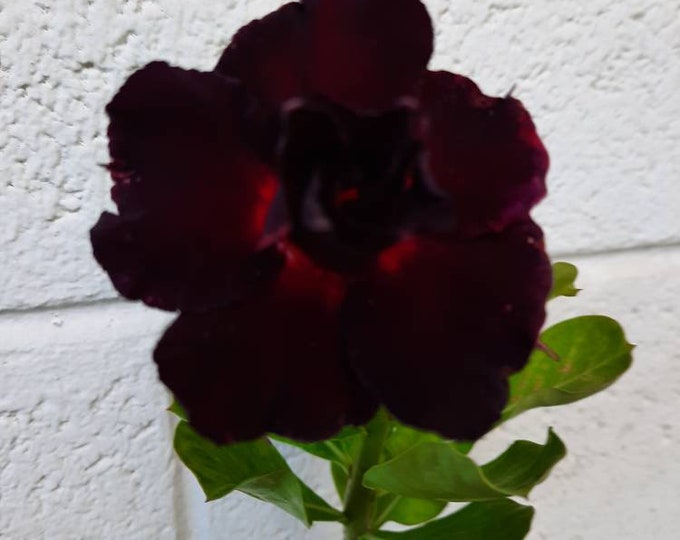 1 Grafted Double"black Purple" Adenium Obessum/desert Rose Plant. 4-6 ...
