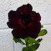1 Grafted Double"black Purple" Adenium Obessum/desert Rose Plant. 4-6 ...