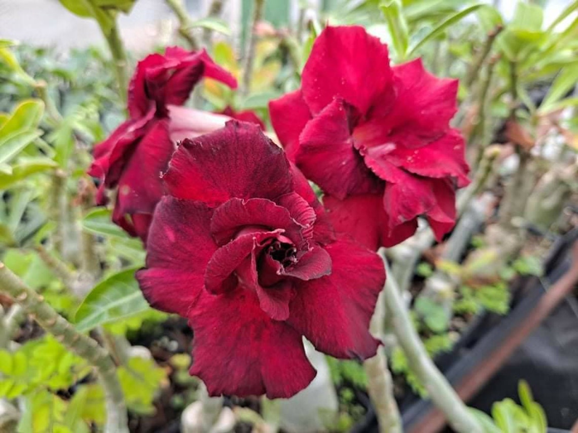 1 Grafted black Widow Adenium Obessum/desert Rose | Etsy