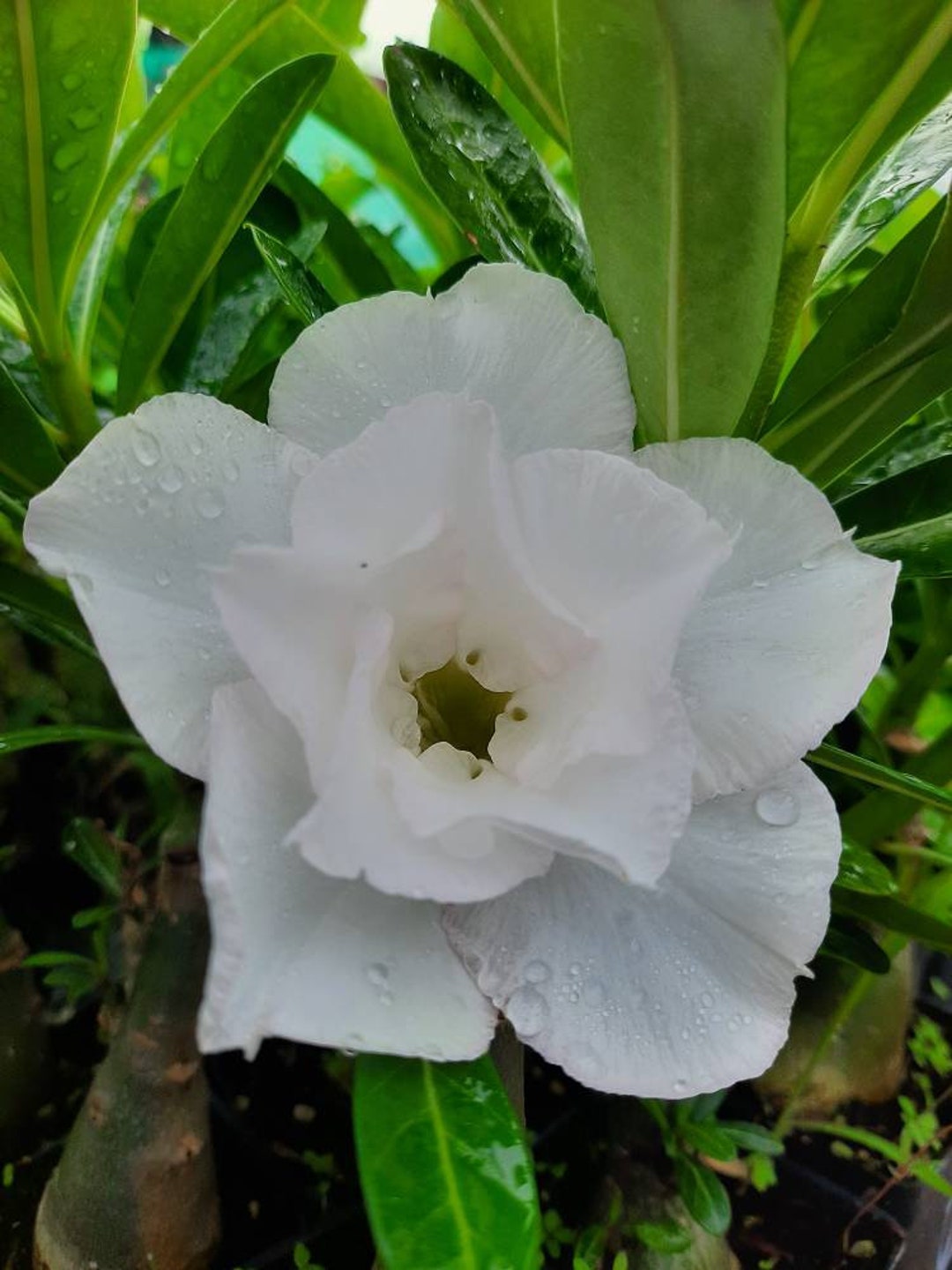 1 Grafted Double "the Bride" Adenium Obessum/desert Rose Plant. 4-6 ...
