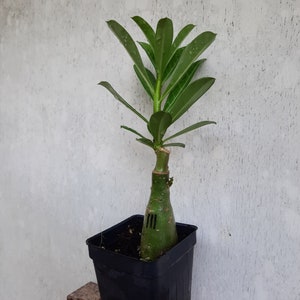 1 Grafted Double purple Fire Adenium /desert Rose Plant. 5-7 Inch ...