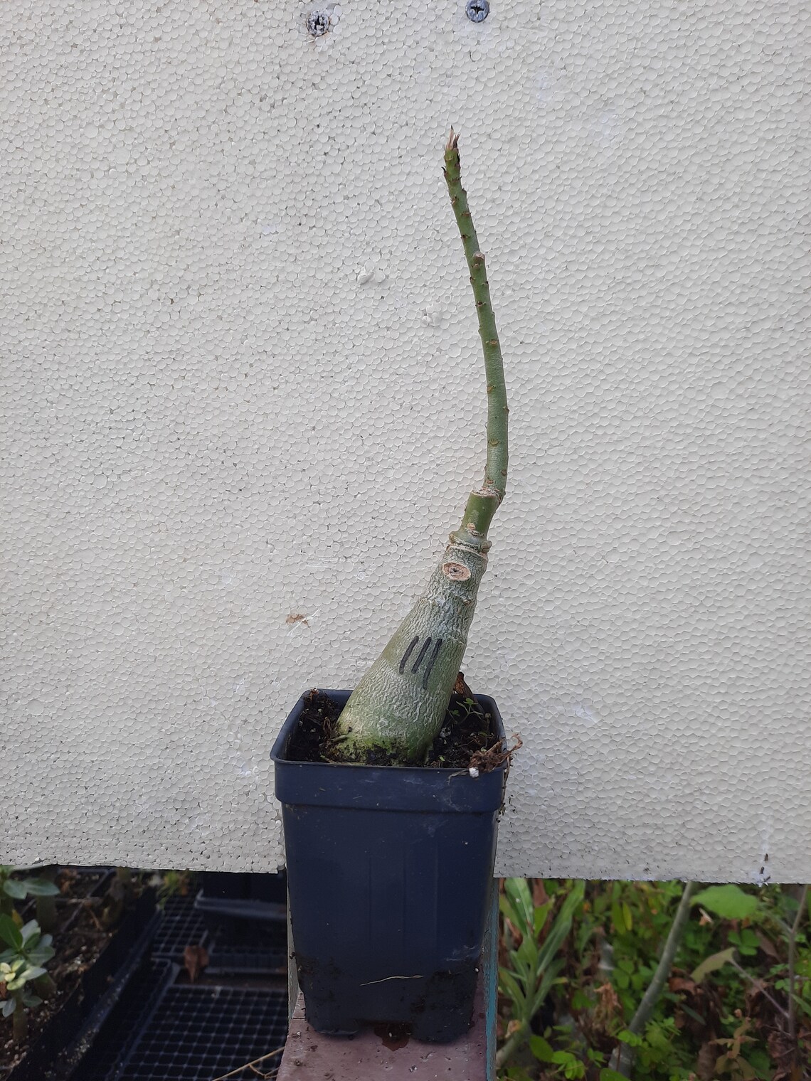1 Grafted Double "purple Fire" Adenium /desert Rose Plant. 5-7 Inch ...