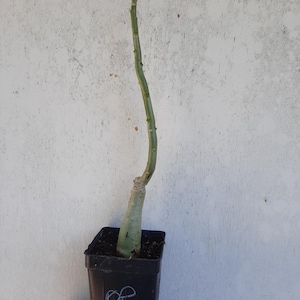 1 Grafted Double"black Purple" Adenium Obessum/desert Rose Plant. 4-6 ...