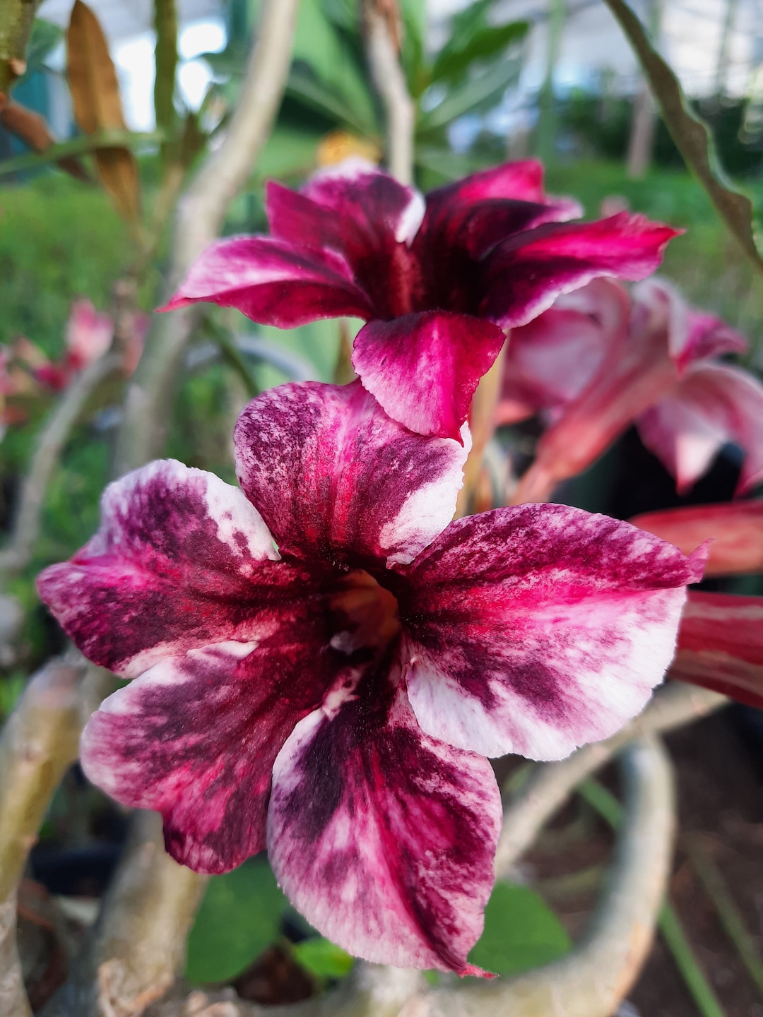 1 Grafted "violet Star" Adenium Obessum/desert Rose Plant. 5-7 Inches ...