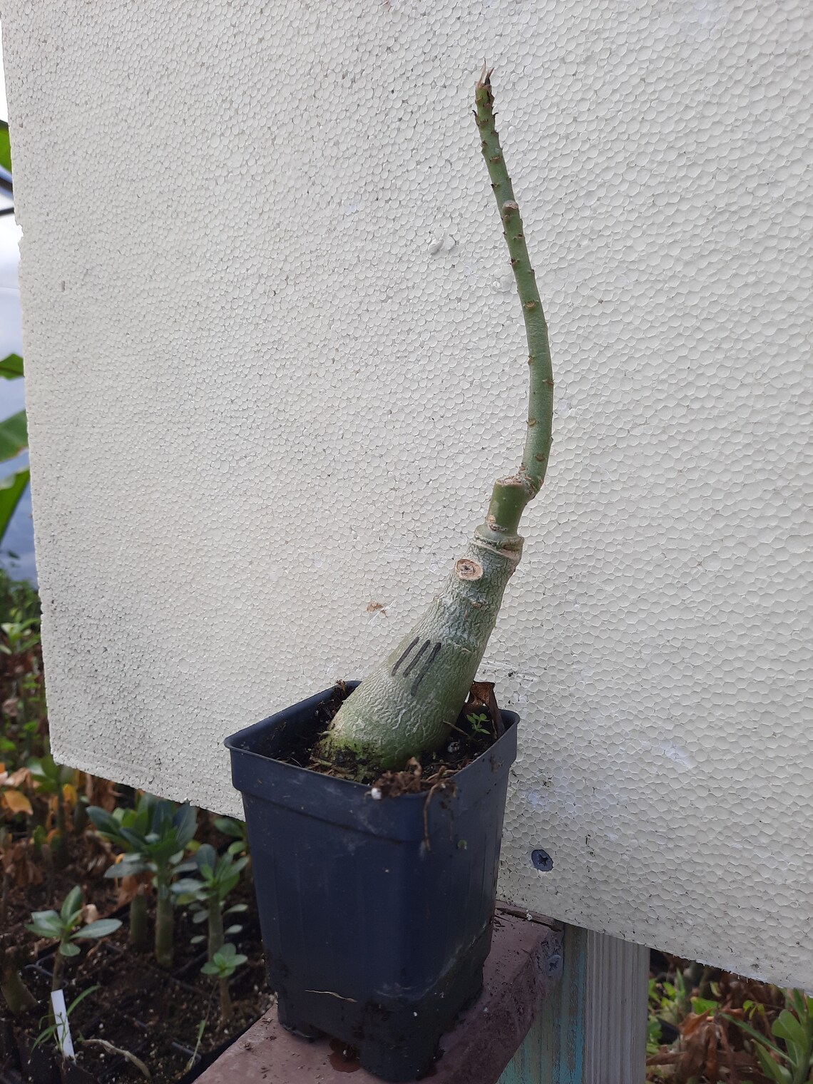 1 Grafted Double "purple Fire" Adenium /desert Rose Plant. 5-7 Inch ...