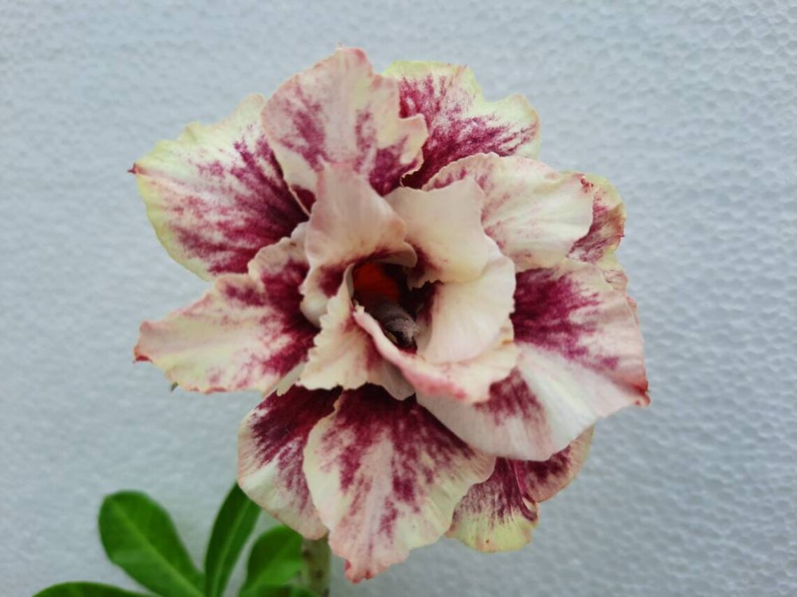 1 Grafted la Rose Adenium Obessum/desert Rose - Etsy