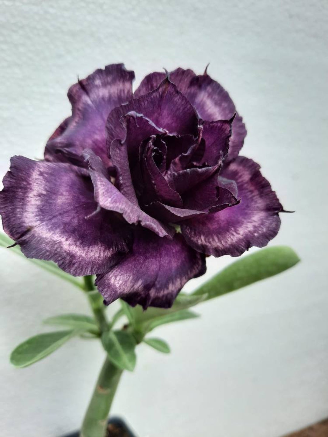 1 Grafted "purple Rose" Adenium Obessum/desert Rose Plant. 4-6 Inches ...