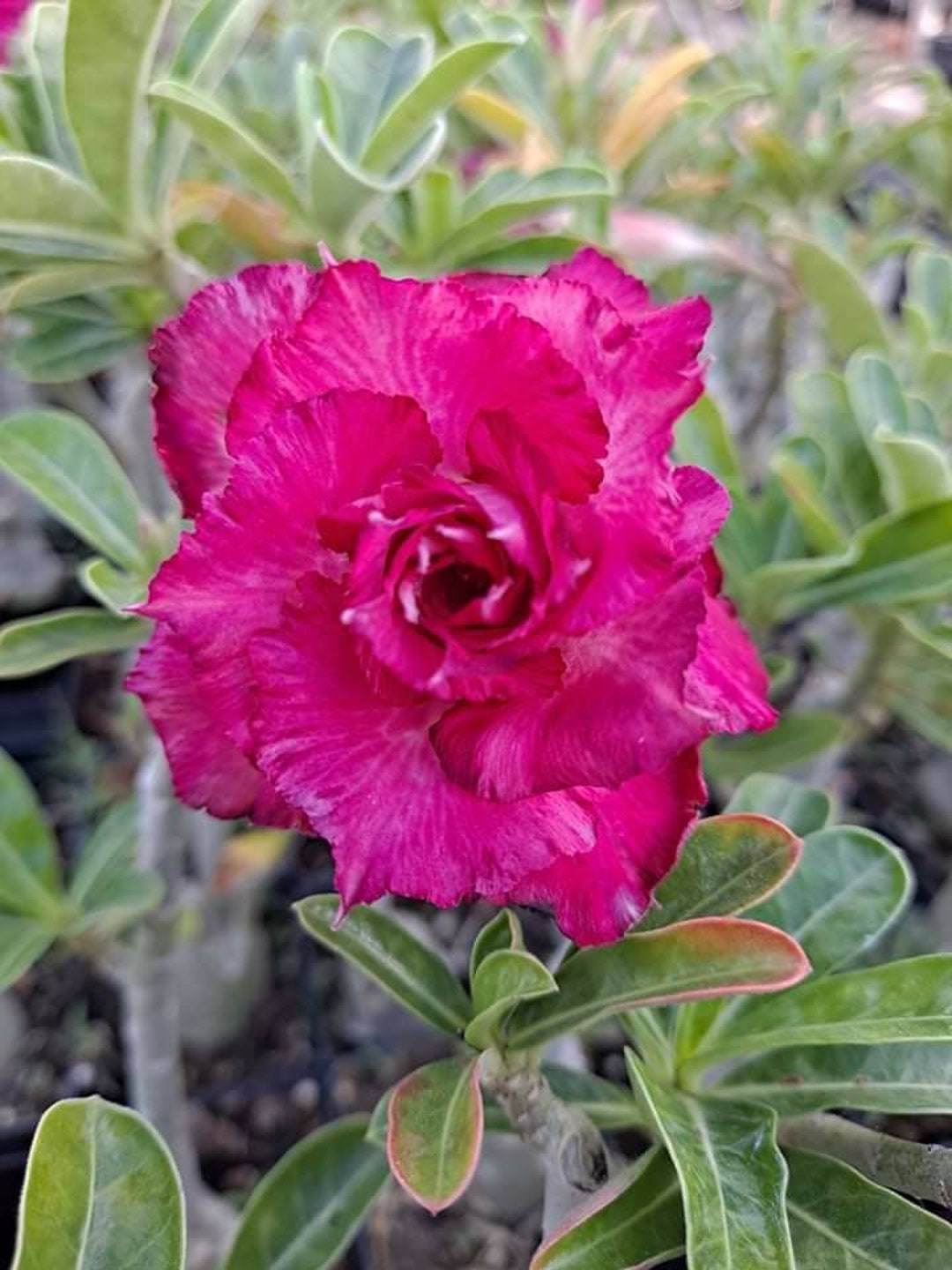 1 Grafted "exotic Purple" Adenium Obessum Desert Rose Plant. 5-7 Inch ...