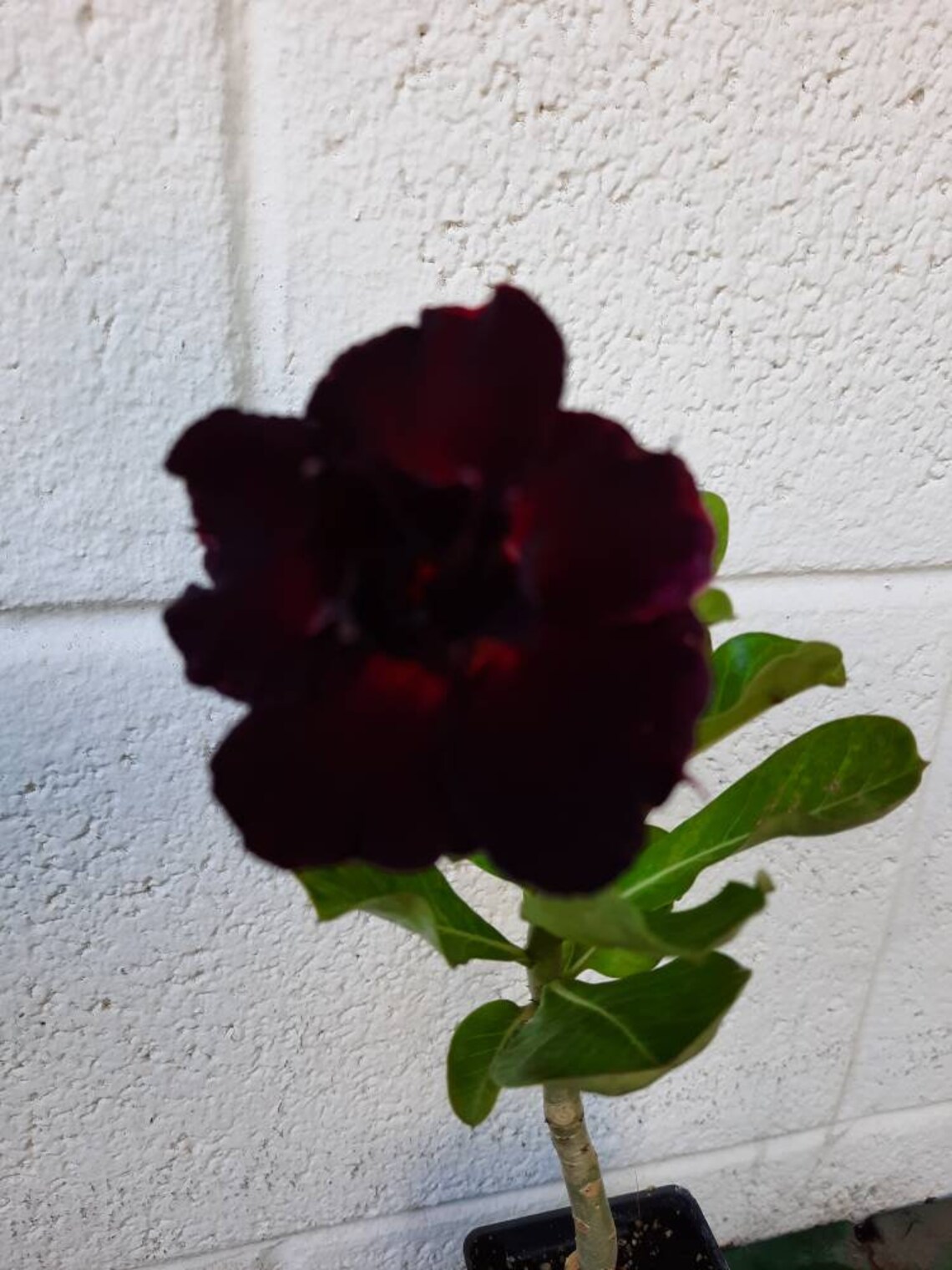 1 Grafted Double"black Purple" Adenium Obessum/desert Rose Plant. 4-6 ...