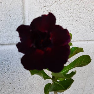 1 Grafted Double"black Purple" Adenium Obessum/desert Rose Plant. 4-6 ...