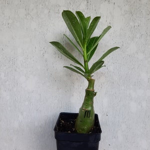 1 Grafted Double purple Fire Adenium /desert Rose Plant. 5-7 Inch ...