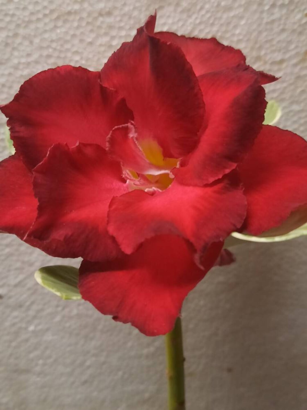 1 Grafted Double "red Variegated" Adenium /desert Rose Plant. 4-6 Inch ...