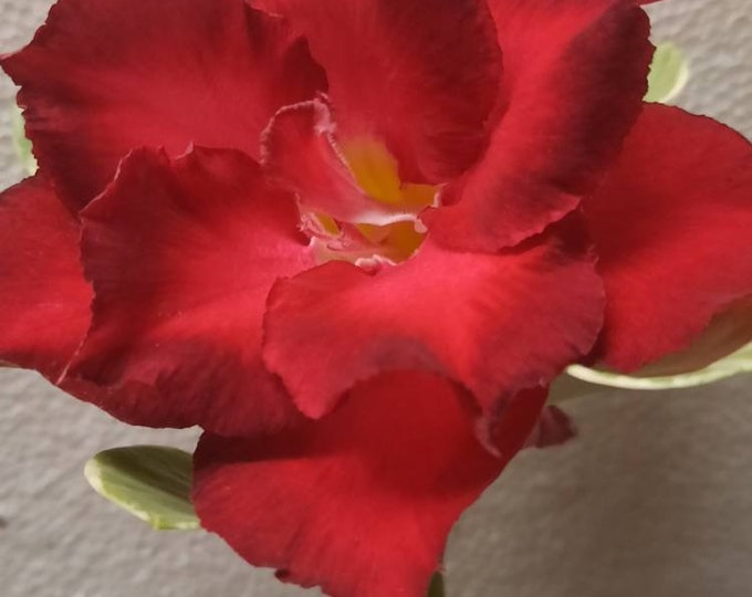 Adenium Kalamae - Etsy