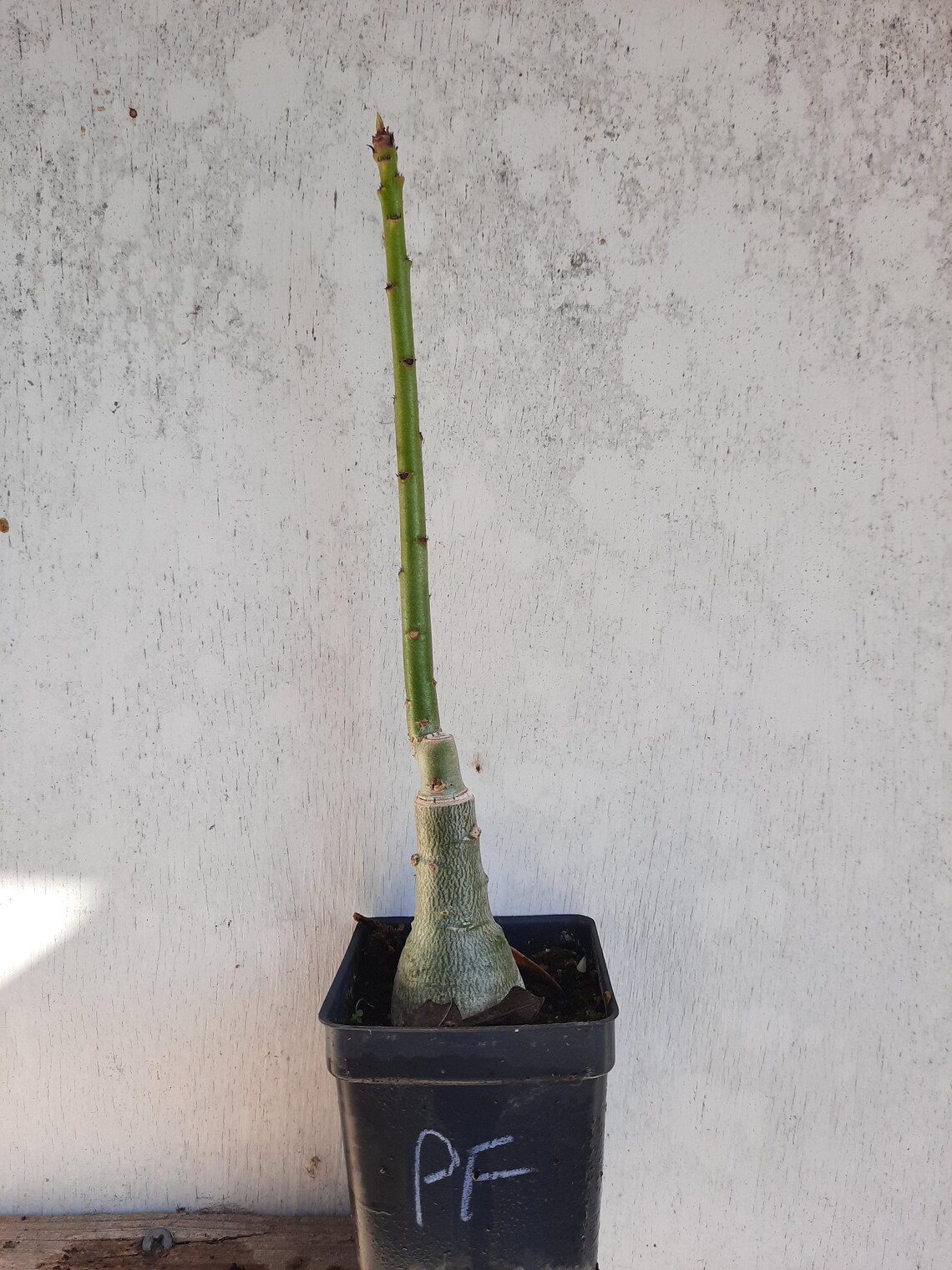 1 Grafted Double "purple Fire" Adenium /desert Rose Plant. 5-7 Inch ...