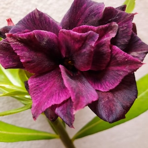 1 Grafted Double "purple Fire" Adenium /desert Rose Plant. 5-7 Inch ...