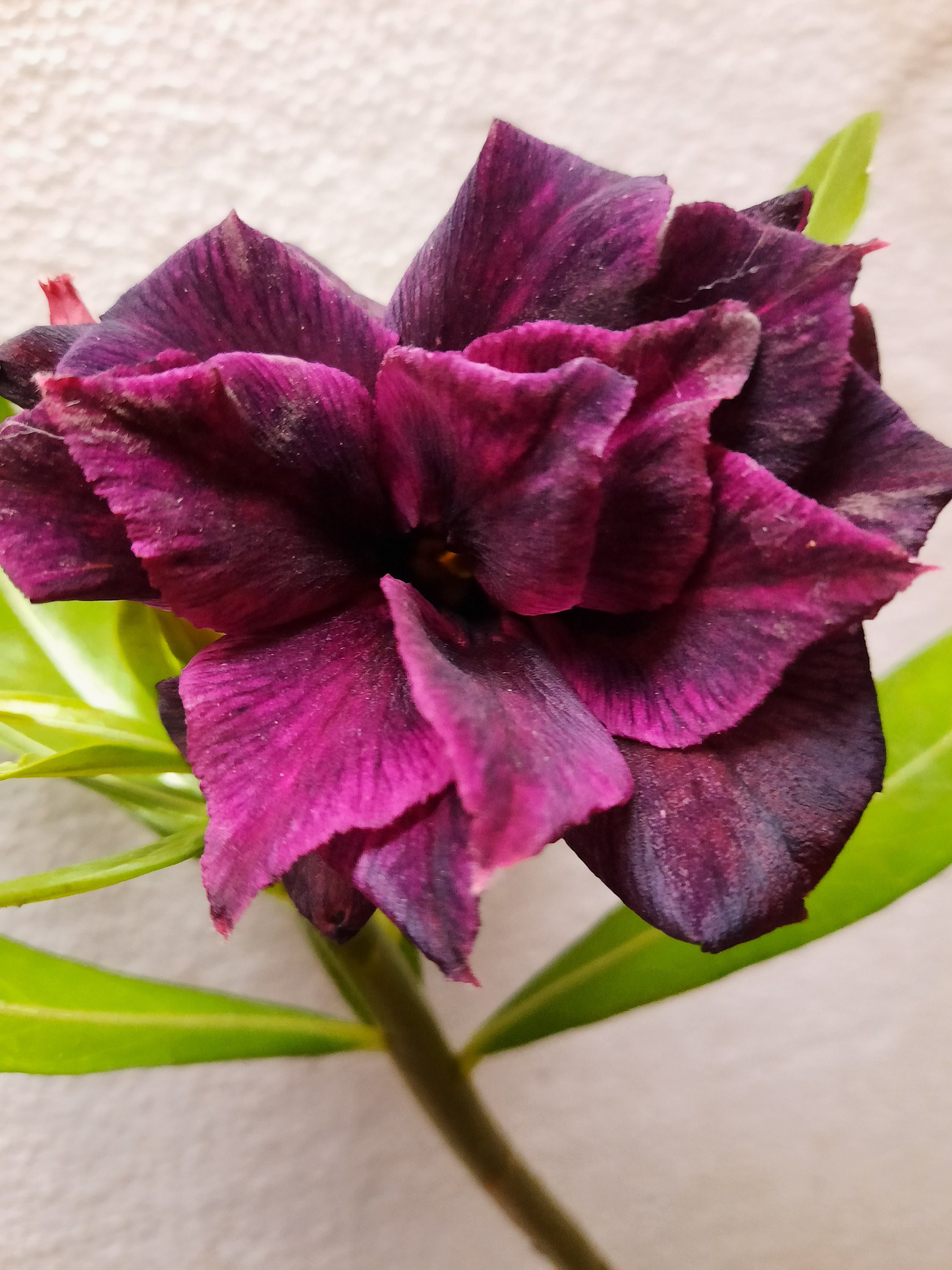 1 Grafted Double "purple Fire" Adenium /desert Rose Plant. 5-7 Inch ...