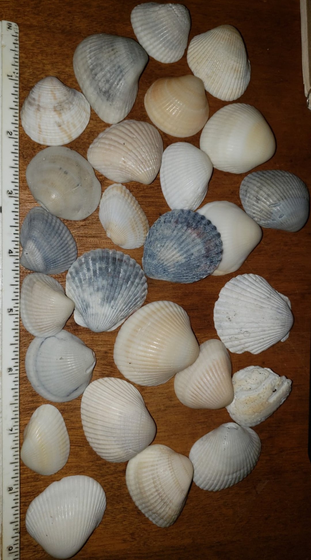 1 to 1.5 Inch Florida Treasure Coast Sea Shells - Etsy