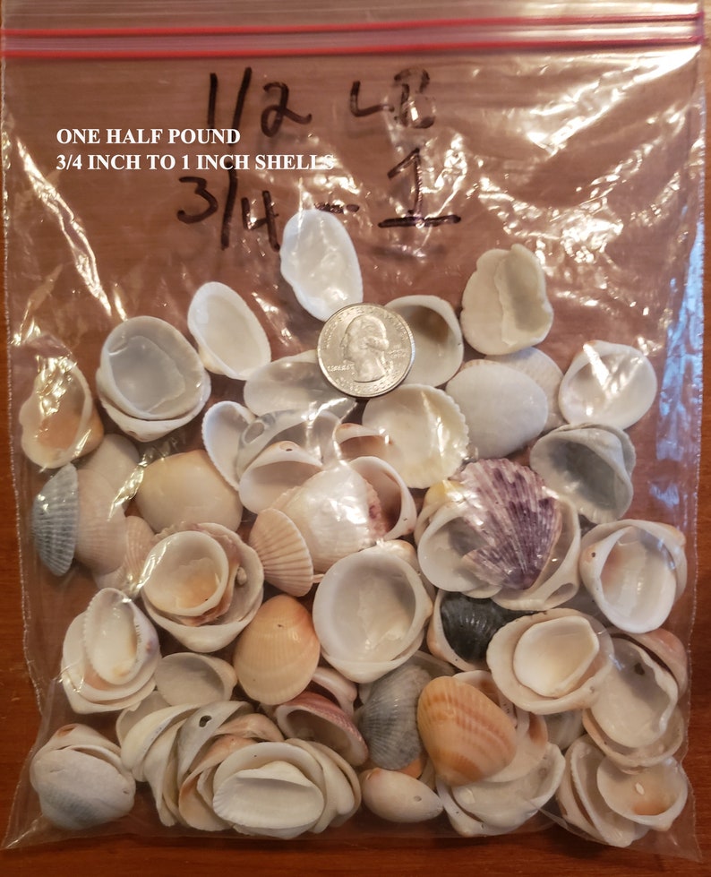 0.75 to 1 Inch Florida Treasure Coast Sea Shells - Etsy
