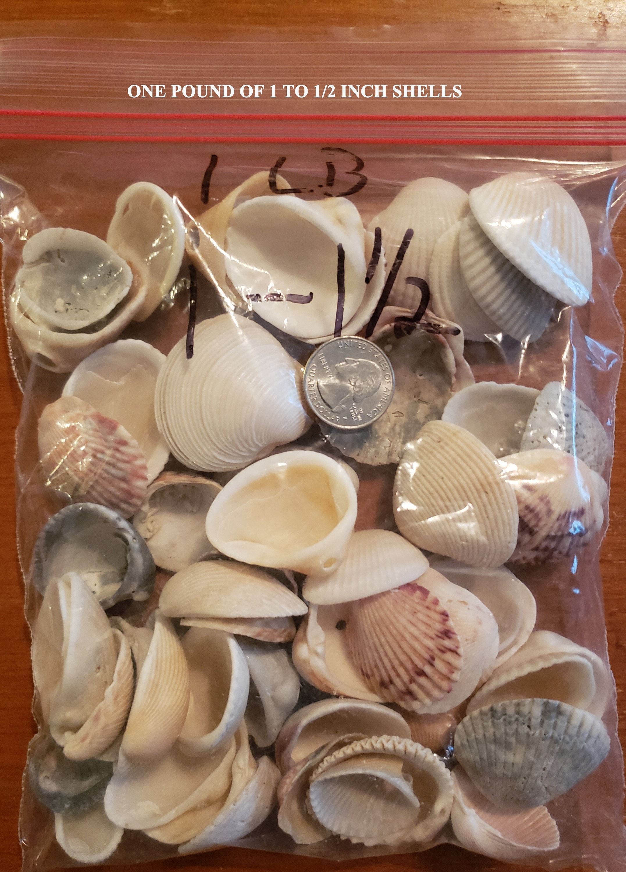 1 to 1.5 Inch Florida Treasure Coast Sea Shells - Etsy