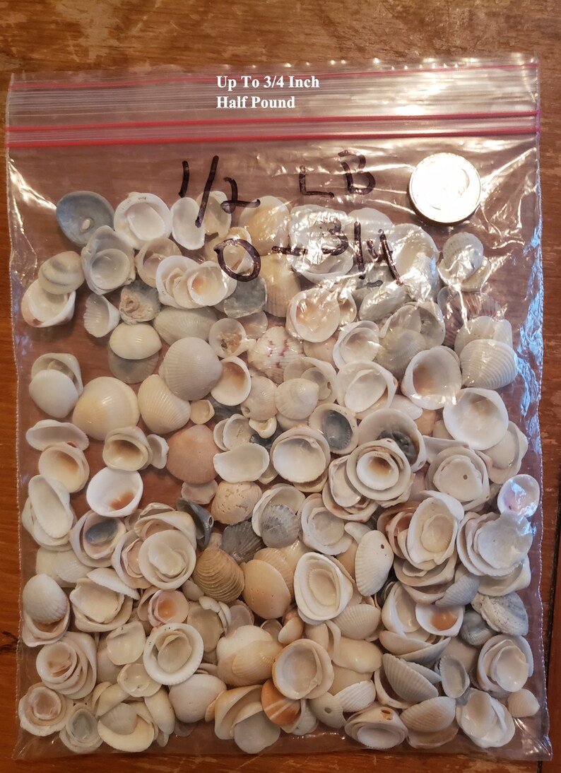 0 to .75 Inch Real Florida Treasure Coast Seashells - Etsy