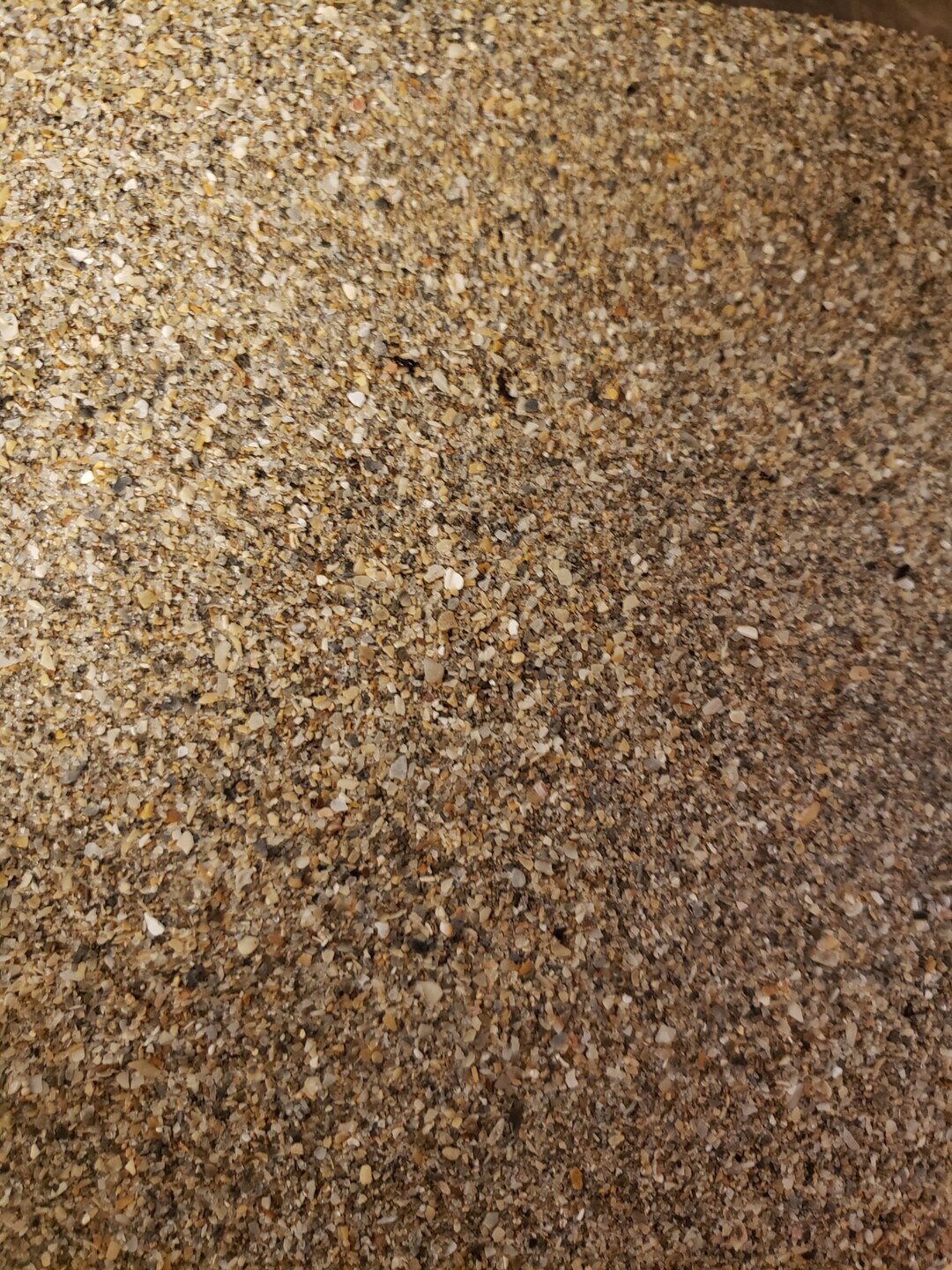 Treasure Coast Florida Beach Sand 1/4, or 1/2 LB - Etsy