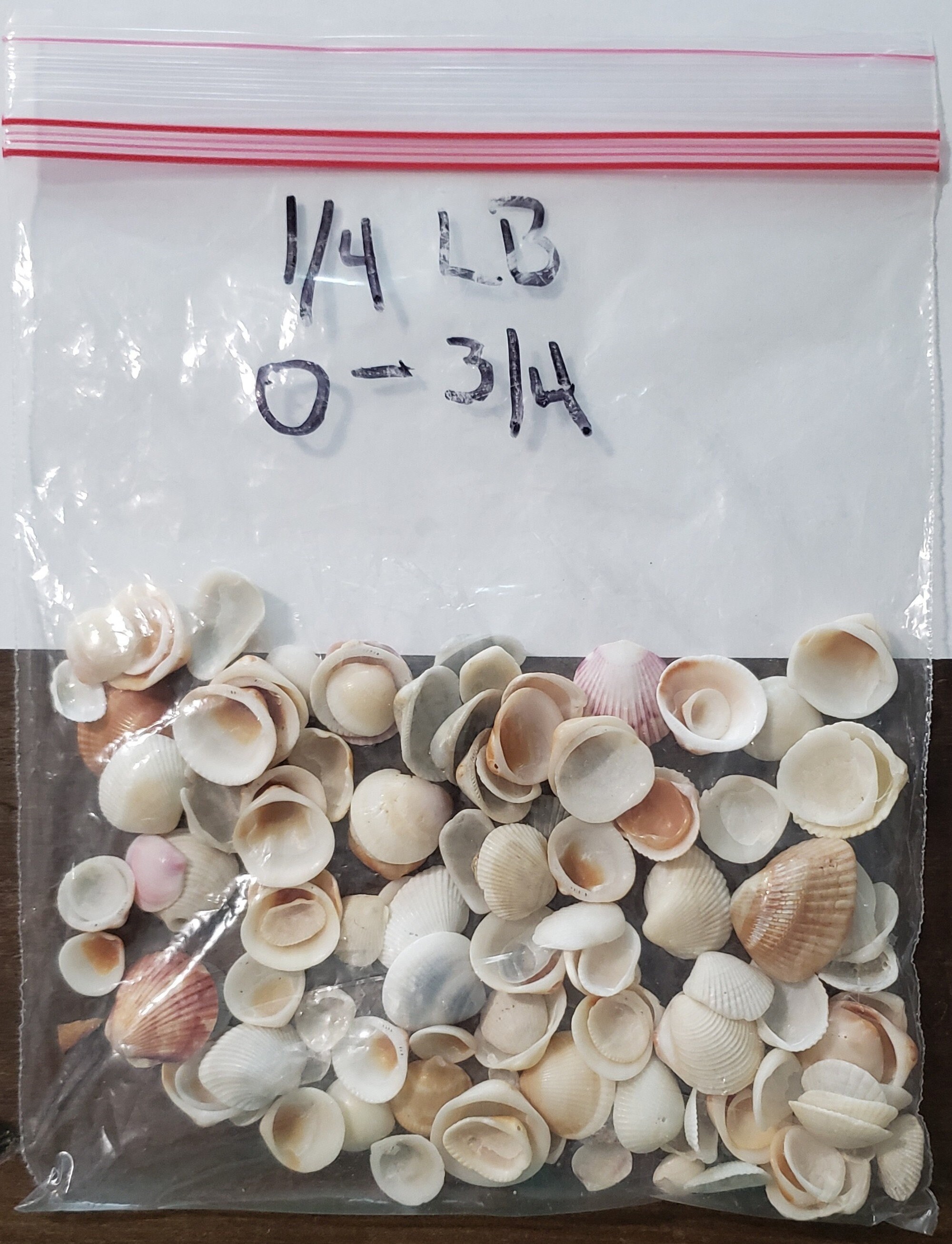 0 to .75 Inch Real Florida Treasure Coast Seashells - Etsy