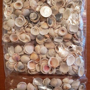 0 to .75 Inch Real Florida Treasure Coast Seashells - Etsy