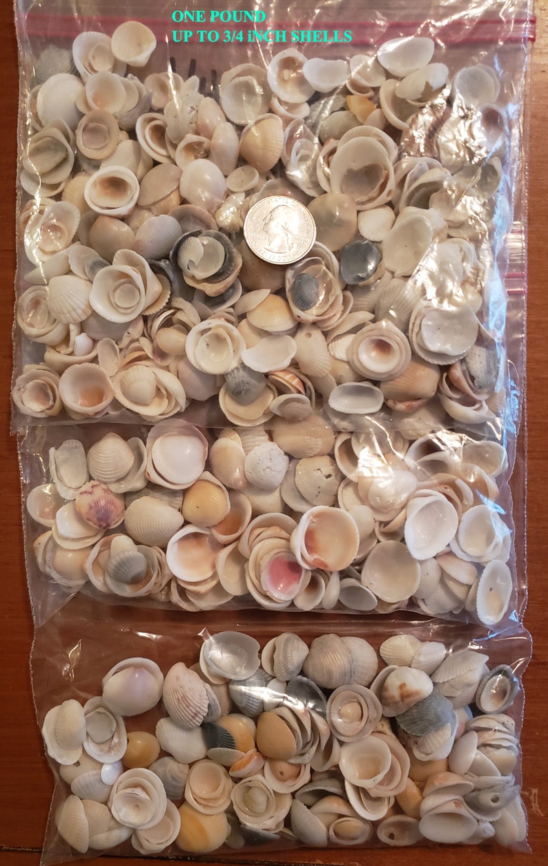 0 to .75 Inch Real Florida Treasure Coast Seashells - Etsy