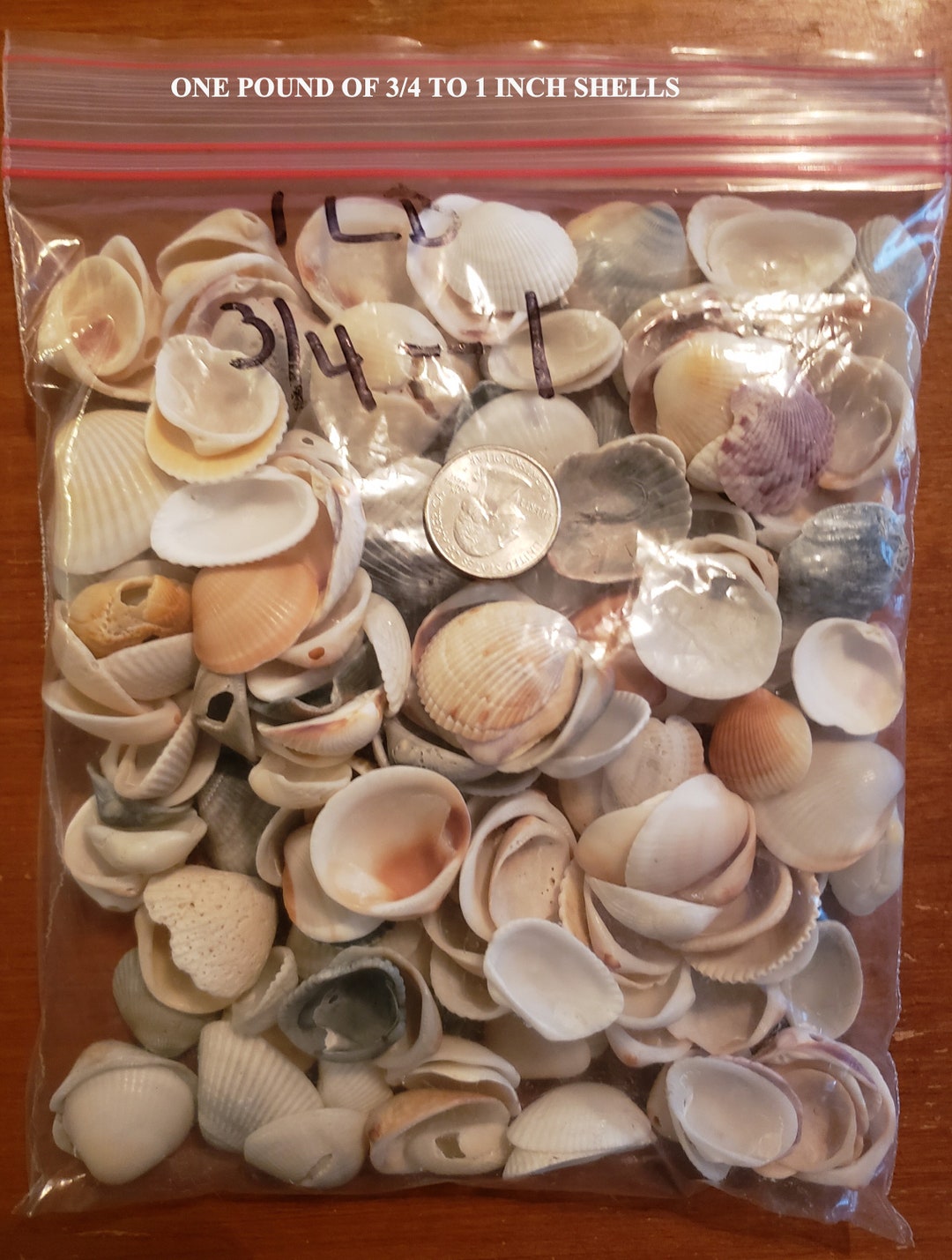 0.75 to 1 Inch Florida Treasure Coast Sea Shells - Etsy