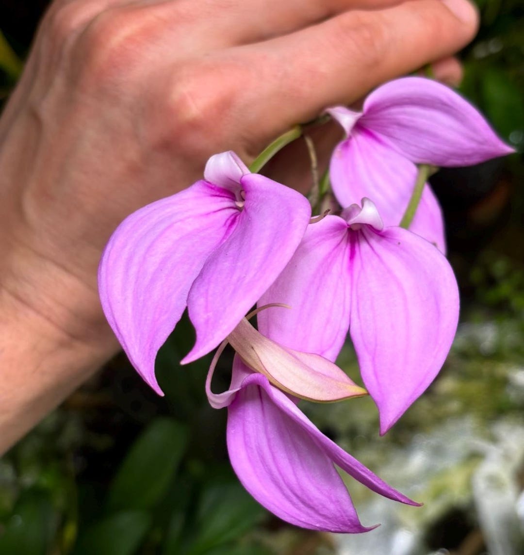 Masdevallia Coccinea ‘dwarf Pink’ Compact Clone Orchid Species - Etsy