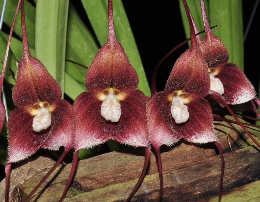 Dracula Hirsuta Red Clone Bloom Size Orchid Species - Etsy
