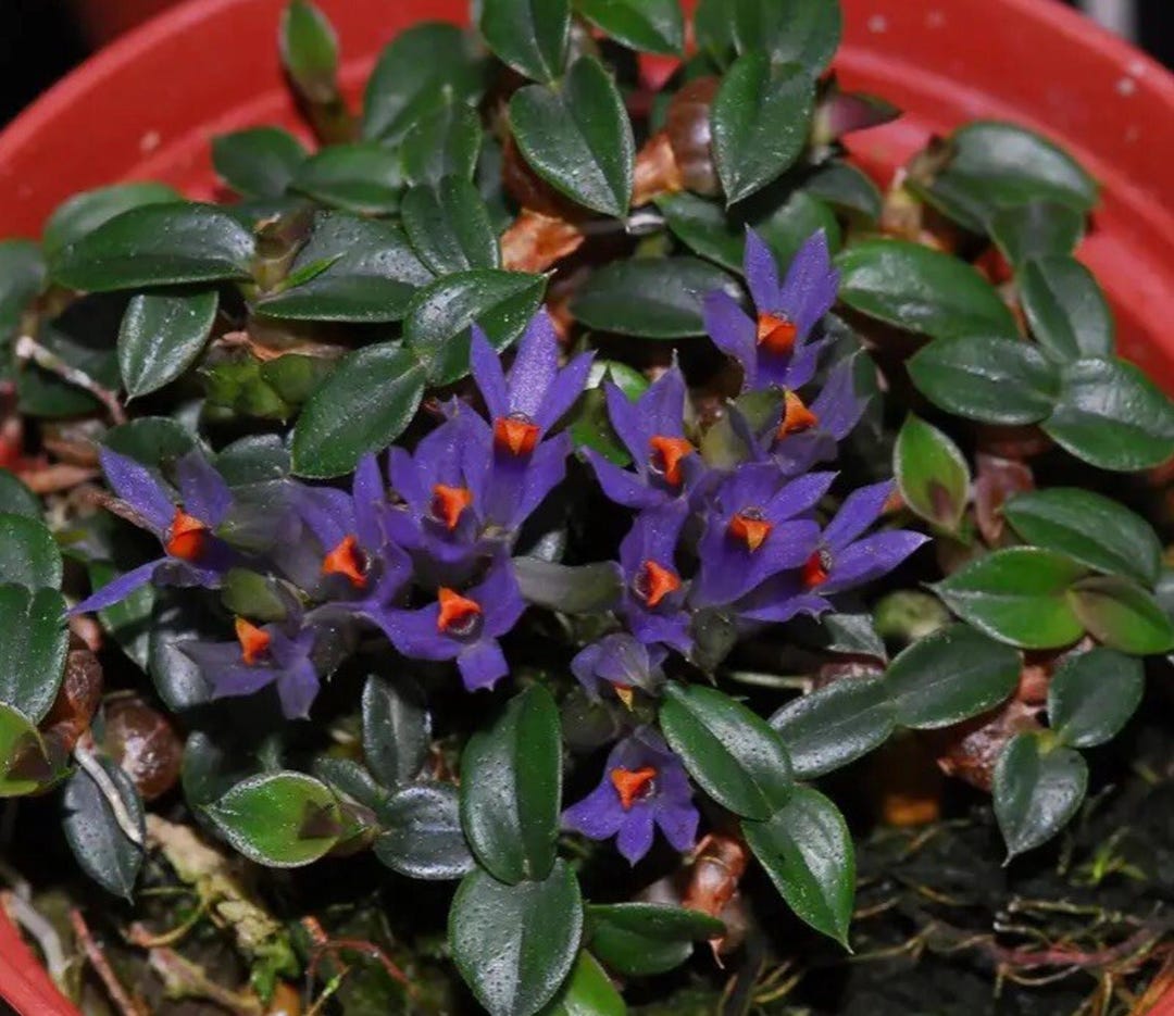 Dendrobium Parvulum ‘violet Blue’ Rare Miniature Orchid Species PNG - Etsy