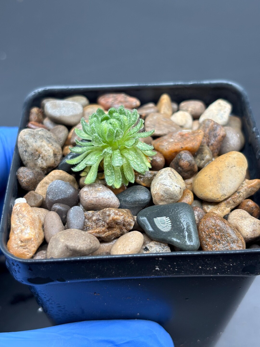 Androsace Annae Rare Rock Garden Perennial Plant F Tibet - Etsy