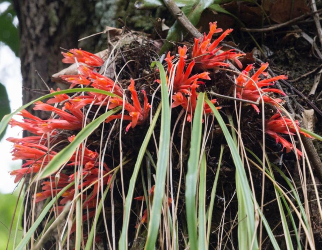 Pitcairnia Heterophylla Rare Epiphytic Bromeliad Plant Orchid Companion ...