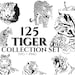 Tiger Collection Set Tiger Svg, Tiger Face Svg, Baby Tiger Svg, Tiger ...