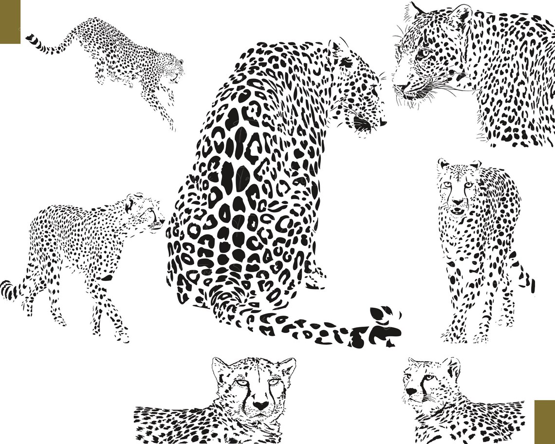 Tiger Collection Set Tiger Svg Tiger Face Svg Baby Tiger - Etsy