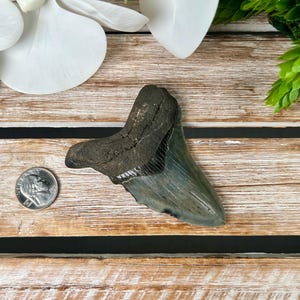 3.4in Megalodon Shark Tooth Authentic, Fossil Collection, Home Decor - Etsy
