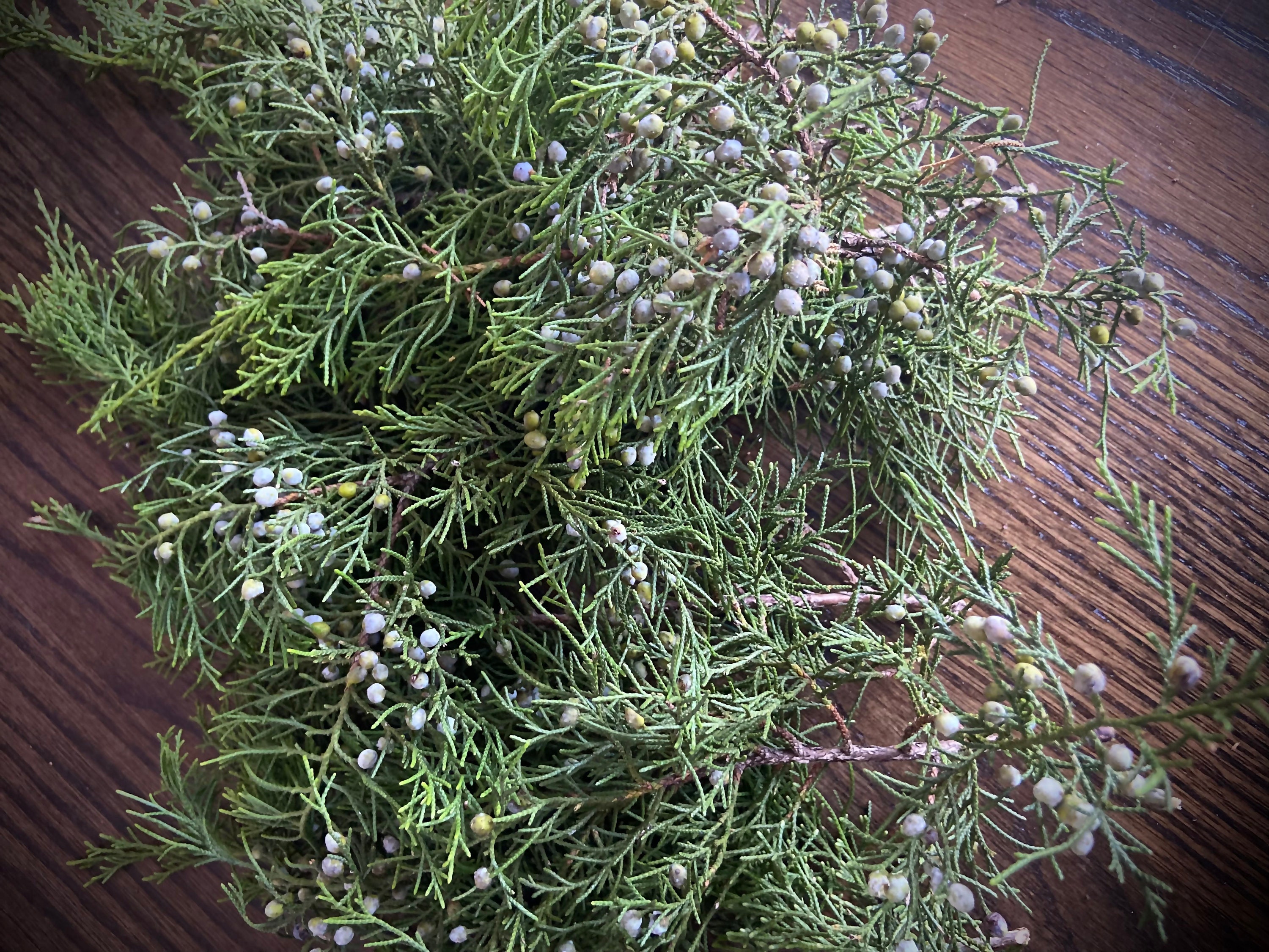15 Fresh Cut Juniper/cedar Cuttings With Berries Perfect for Winter ...