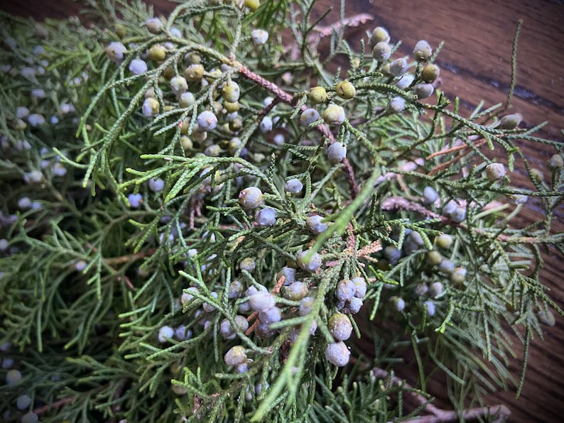 15 Fresh Cut Juniper/cedar Cuttings With Berries Perfect for Winter ...