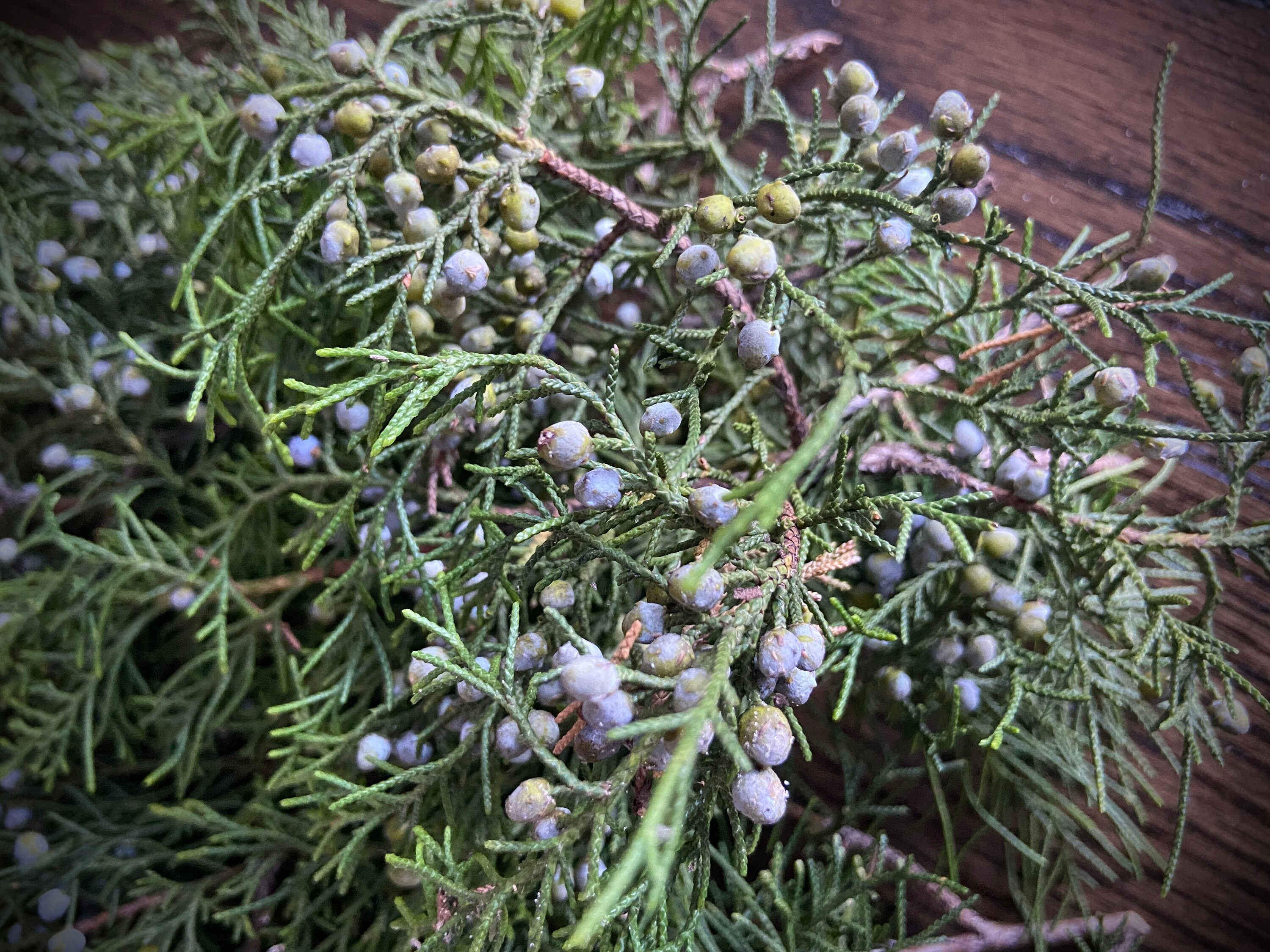15 Fresh Cut Juniper/cedar Cuttings With Berries Perfect for Winter ...