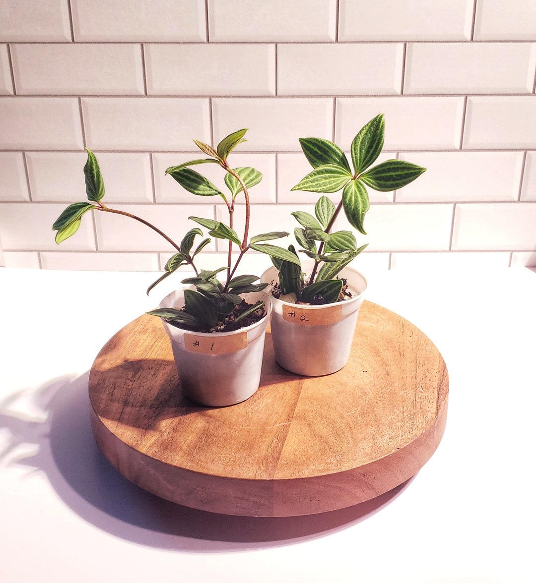 Peperomia Hope, Tetragona parallel Peperomialive Plant/indoor Plant/3 ...