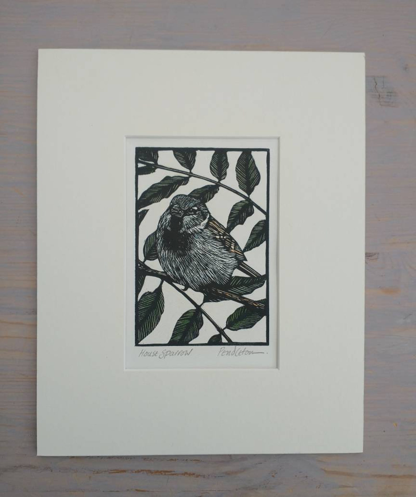 House Sparrow and Wisteria, Linocut Print, Hand Coloured, Garden Bird ...