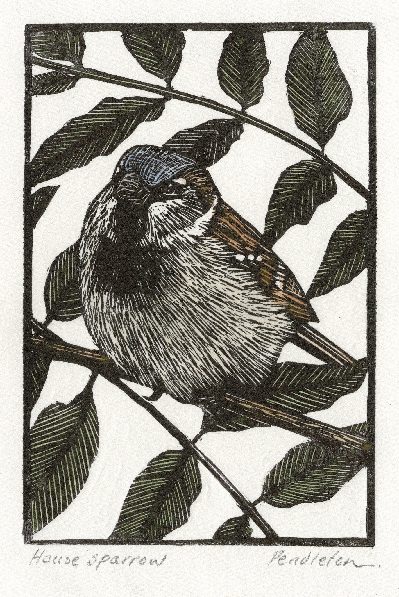 House Sparrow and Wisteria, Linocut Print, Hand Coloured, Garden Bird ...