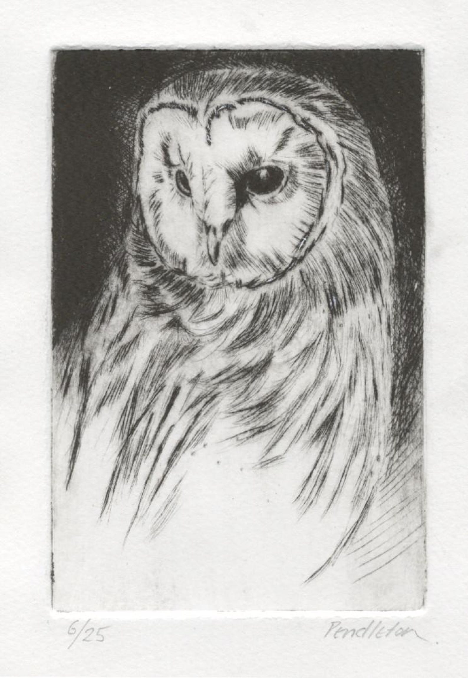 Barn Owl Drypoint, Owl, Etching, Drypoint, Limited Edition, Print - Etsy