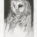 Barn Owl Drypoint, Owl, Etching, Drypoint, Limited Edition, Print - Etsy