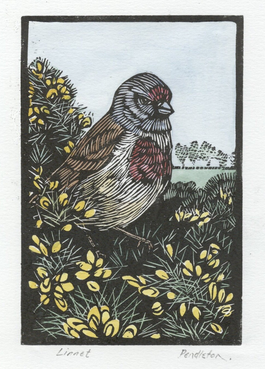 Linnet, Linocut Print, Hand Coloured, Garden Bird, Bird Linocut, Bird ...