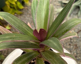 Rhoeo Discolor Tricolor tradescantia Spathacea - Etsy