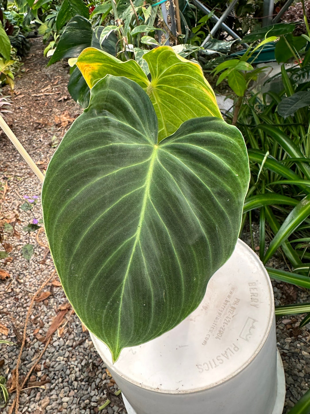 Philodendron Splendid - Etsy