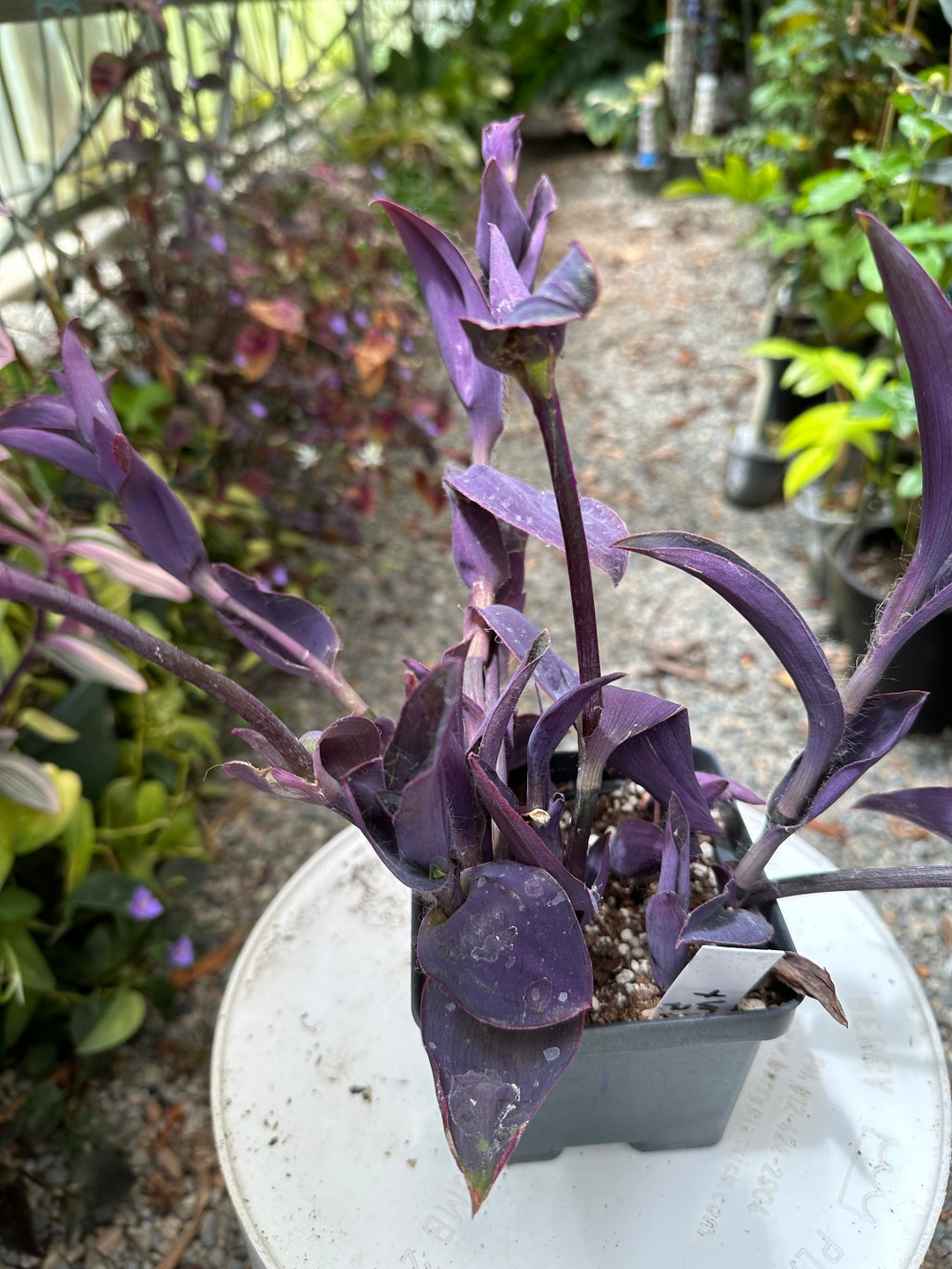 Tradescantia Pallida Kartuz Giant - Etsy