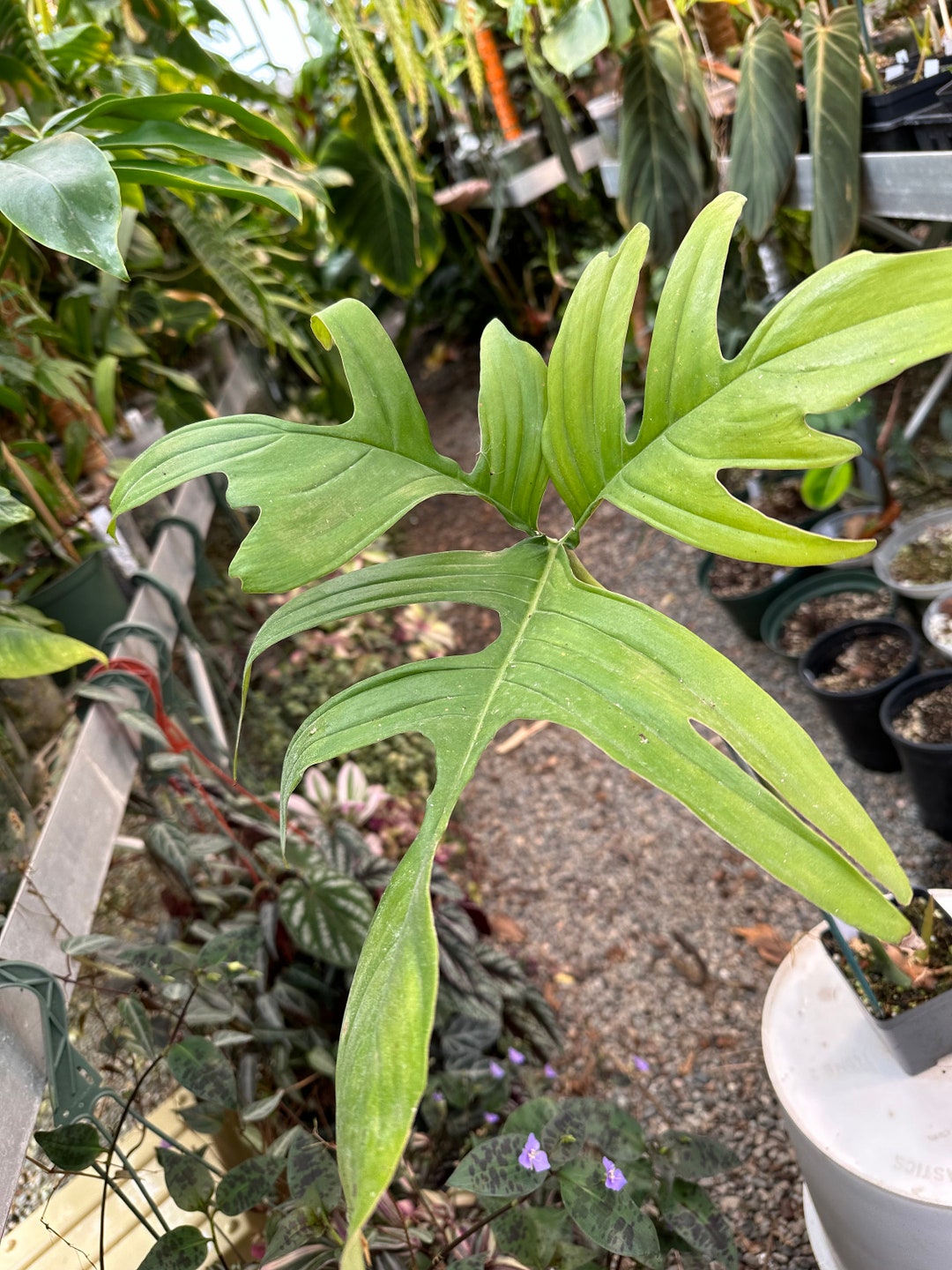 Philodendron Glad Hands 1 - Etsy